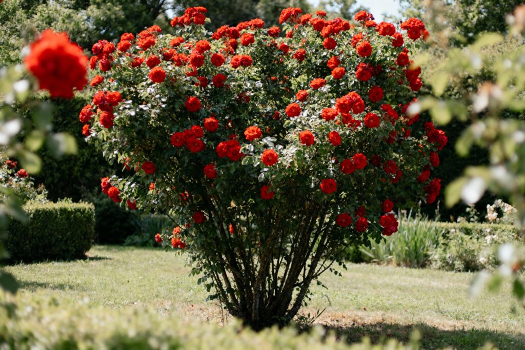 Comment choisir un arbuste fleur rouge pour votre jardin